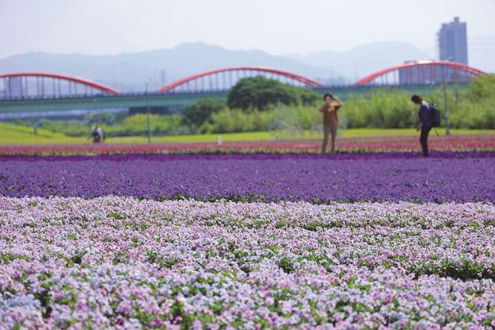 A Quest for Spring Flowers: Purple Blossoms Throughout Taipei (TAIPEI ...