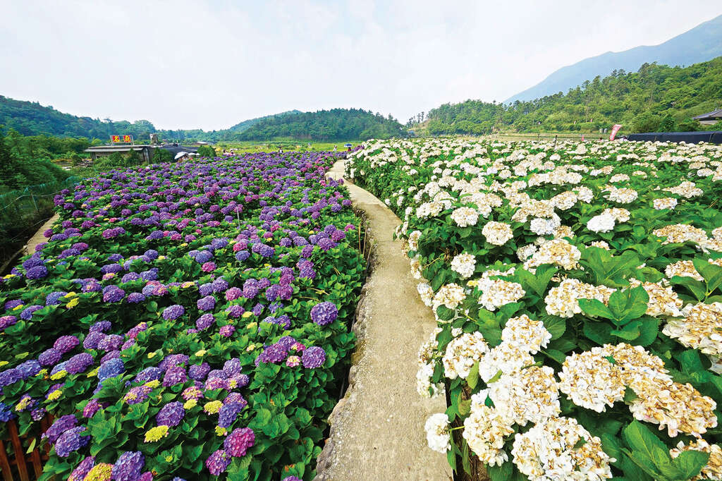 Flower Viewing in Taipei: Three Routes Recommended for Couples, Friends ...