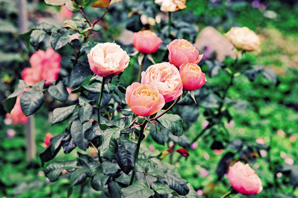 Blossoming Flowers: The Must-See Taipei Flower Festivals (TAIPEI ...