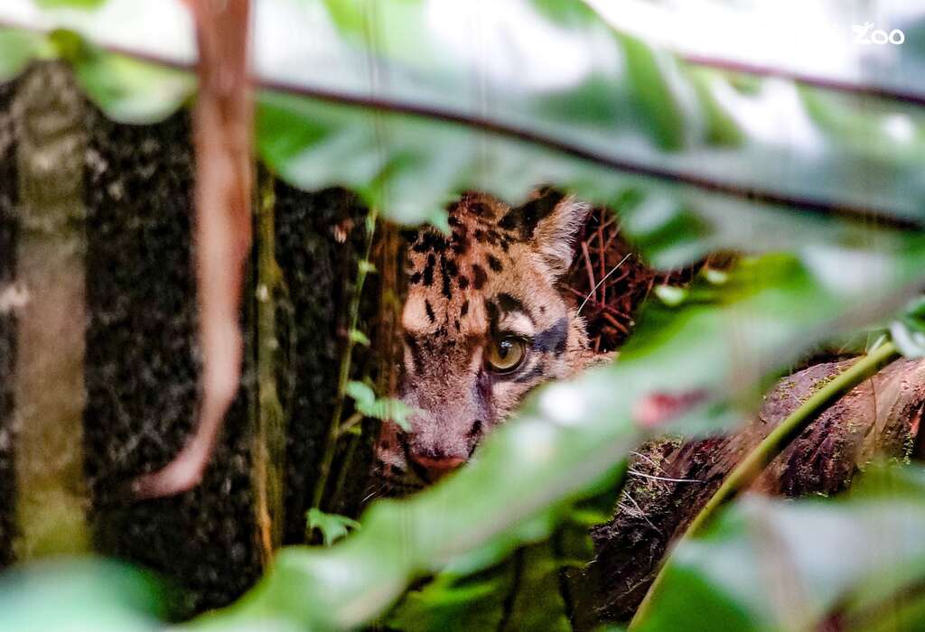 International Clouded Leopard Day: Latest Updates on Taipei Zoo’s “Suki ...