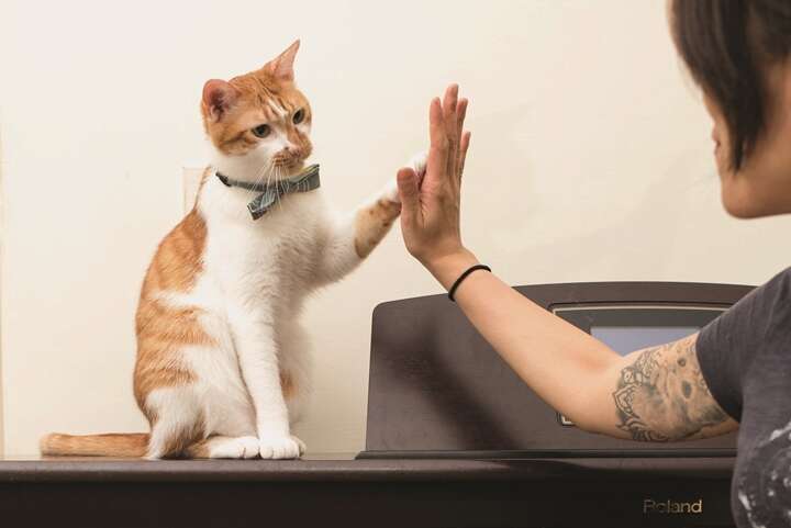 Ask a Cat Behavior Consultant for Cattitude Solutions (TAIPEI Quarterly ...