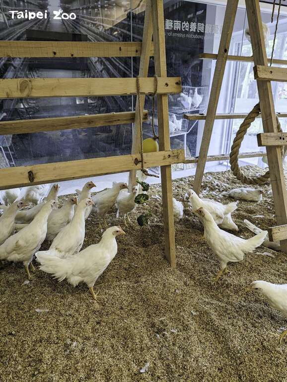 A Happy Hens Farm promotes egg-laying freedom by raising hens in a ...